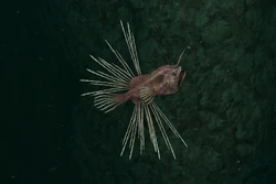 Fanfin Anglerfish