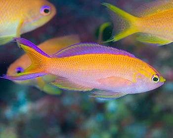 Sunset Anthias | Endless Ocean Wiki | Fandom