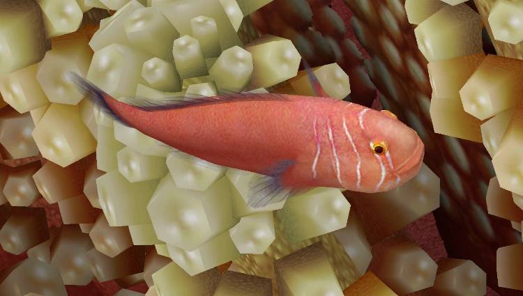 Five-Lined Coral Goby | Endless Ocean Wiki | Fandom