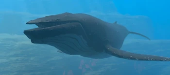 Humpback Whale | Endless Ocean Wiki | Fandom