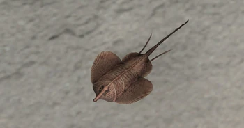 Spathobatis | Endless Ocean Wiki | Fandom