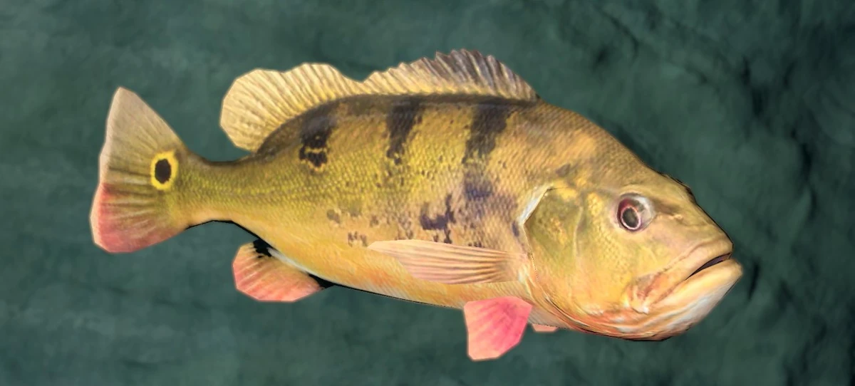 Butterfly Peacock Bass | Endless Ocean Wiki | Fandom