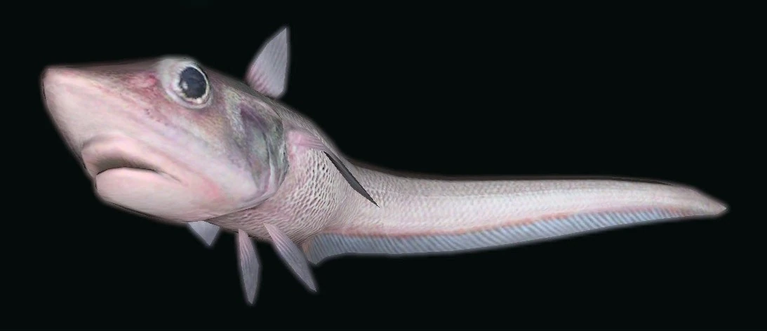 Japanese Grenadier | Endless Ocean Wiki | Fandom