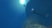 Humpback Whale | Endless Ocean Wiki | Fandom