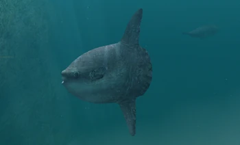 Ocean Sunfish | Endless Ocean Wiki | Fandom