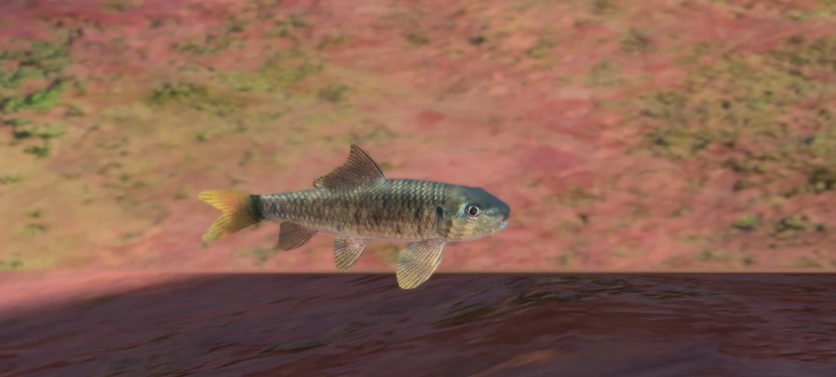 Red Garra | Endless Ocean Wiki | Fandom