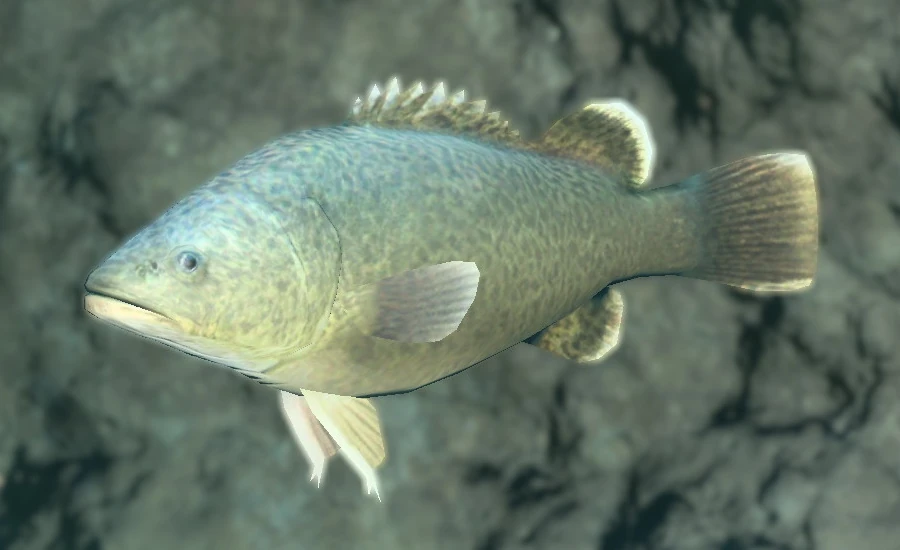 Murray Cod | Endless Ocean Wiki | Fandom