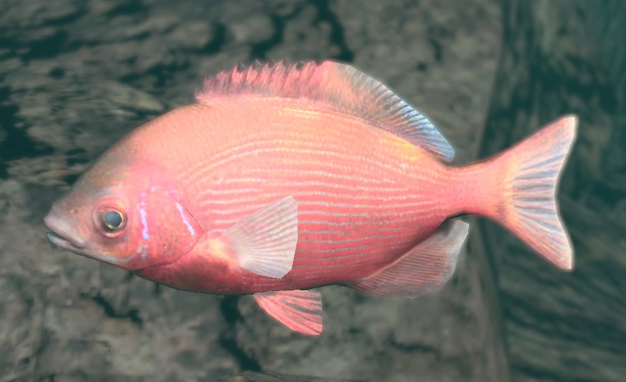 Striped Seaperch | Endless Ocean Wiki | Fandom