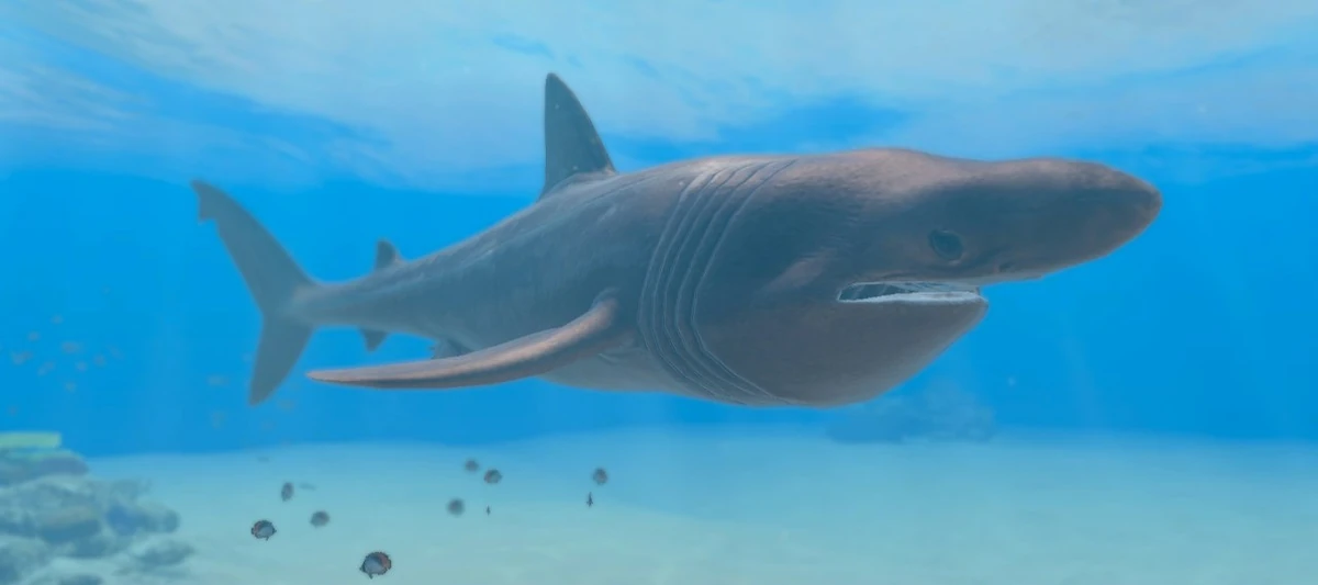Basking Shark | Endless Ocean Wiki | Fandom