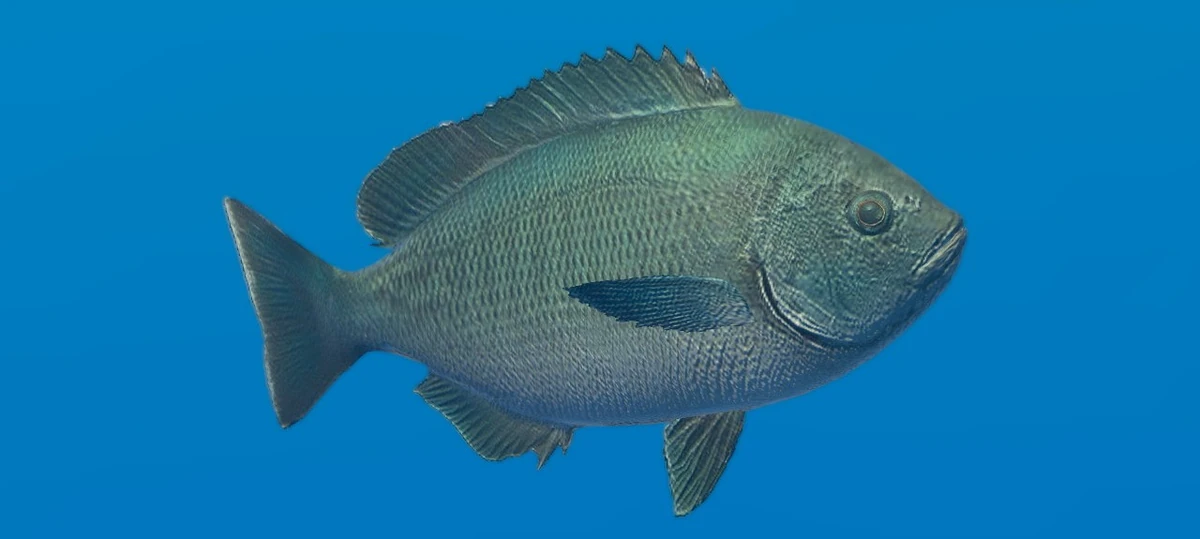 Largescale Blackfish | Endless Ocean Wiki | Fandom