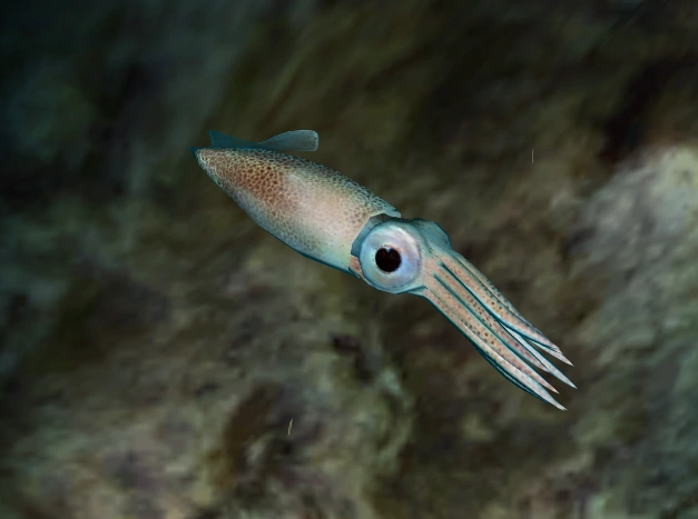 Bioluminescent Firefly Squid