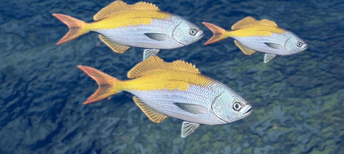 Yellowstriped Butterfish | Endless Ocean Wiki | Fandom