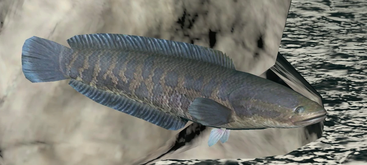 Northern Snakehead | Endless Ocean Wiki | Fandom