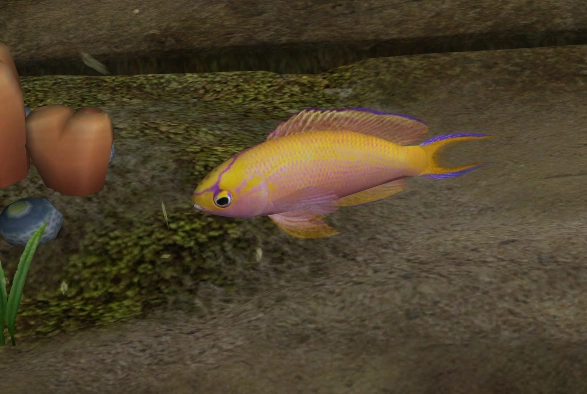 Sunset Anthias | Endless Ocean Wiki | Fandom
