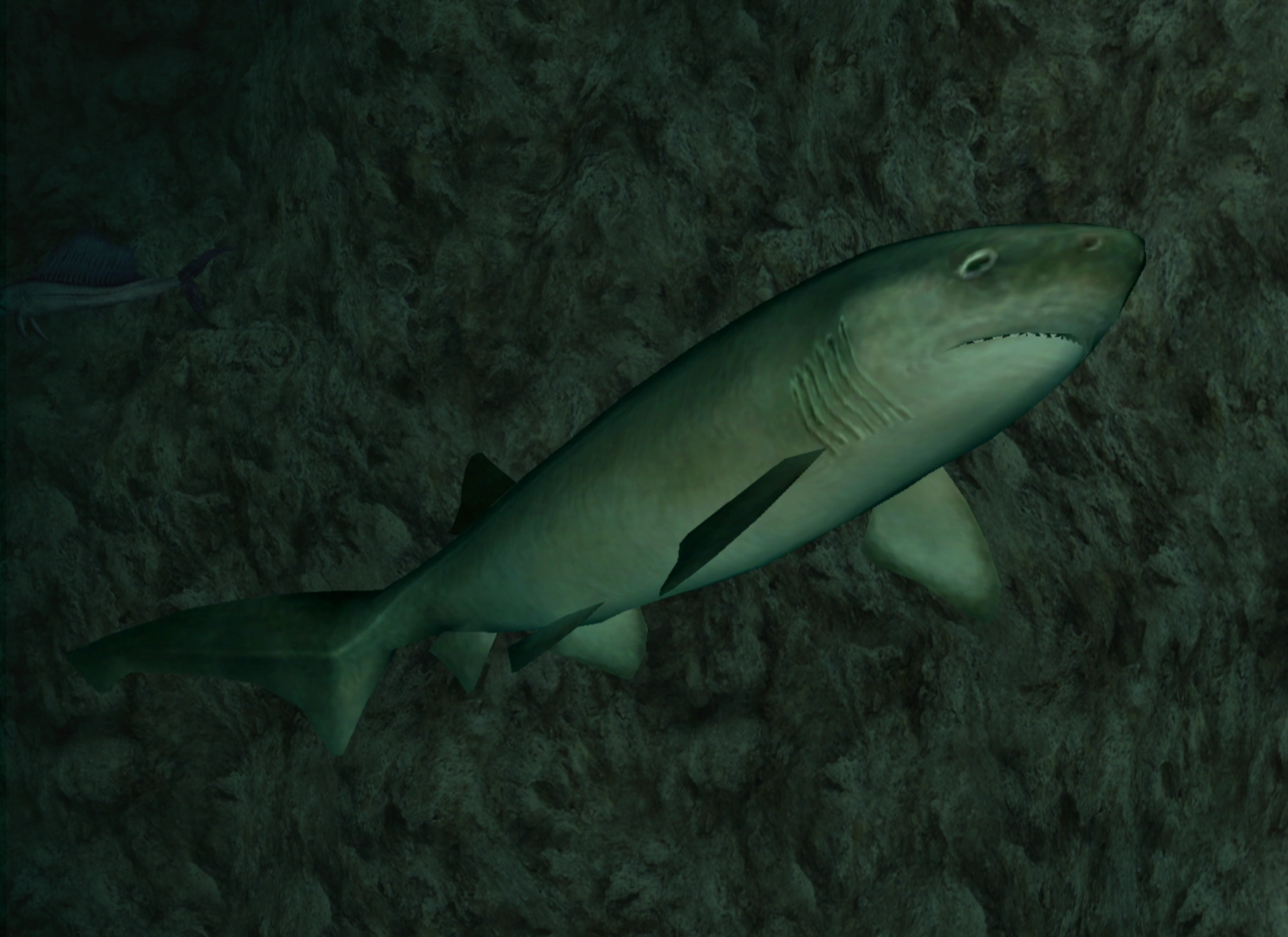 Bluntnose Sixgill Shark