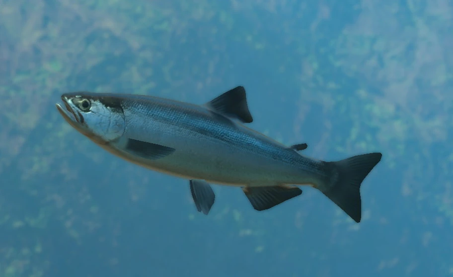 Kokanee Salmon | Endless Ocean Wiki | Fandom