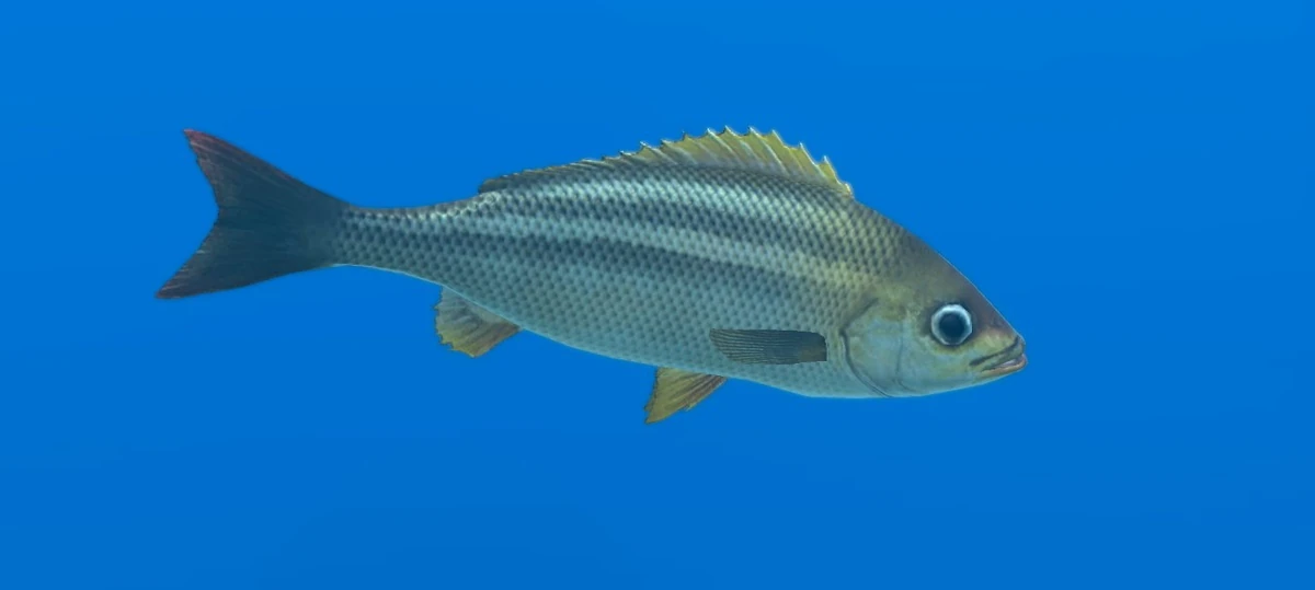 Chicken Grunt | Endless Ocean Wiki | Fandom