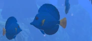 Purple Tang | Endless Ocean Wiki | Fandom