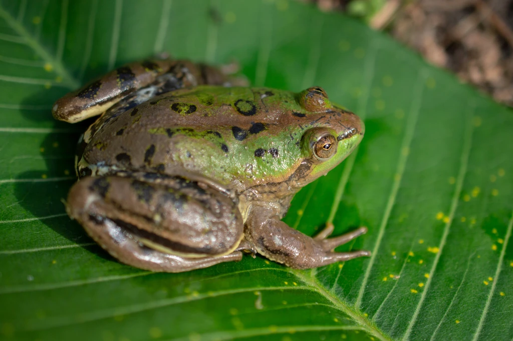 Paradoxical Frog