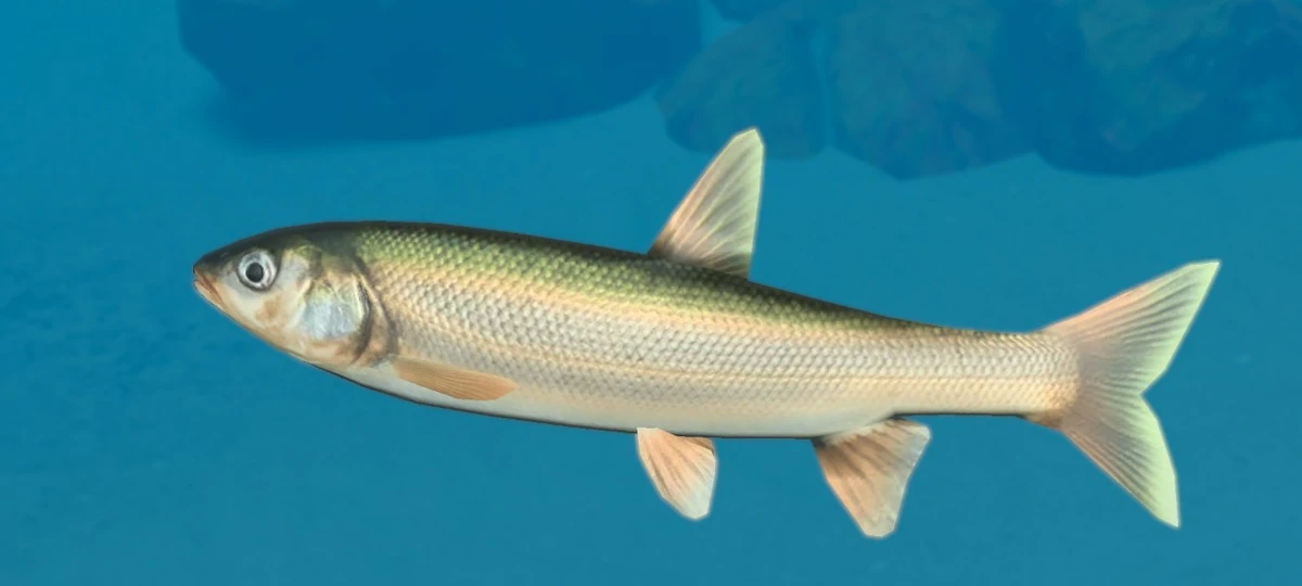 Big-Scaled Redfin | Endless Ocean Wiki | Fandom