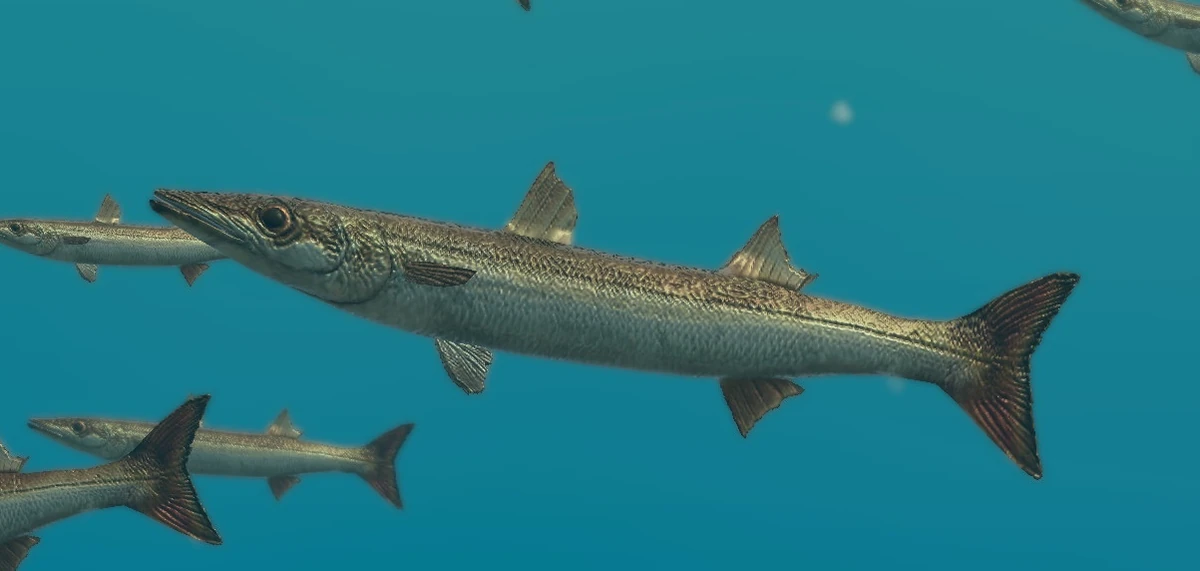 Red Barracuda | Endless Ocean Wiki | Fandom