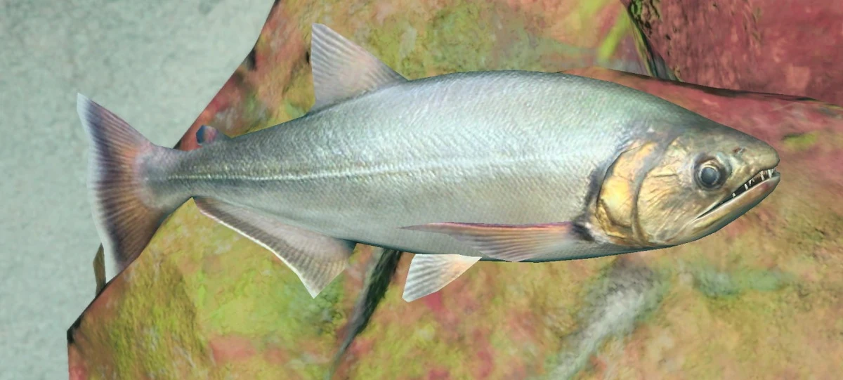 Payara | Endless Ocean Wiki | Fandom