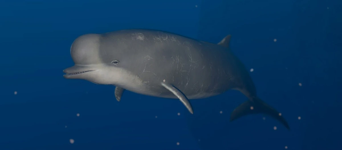 Southern Bottlenose Whale | Endless Ocean Wiki | Fandom