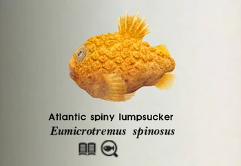 Atlantic Spiny Lumpsucker | Endless Ocean Wiki | Fandom