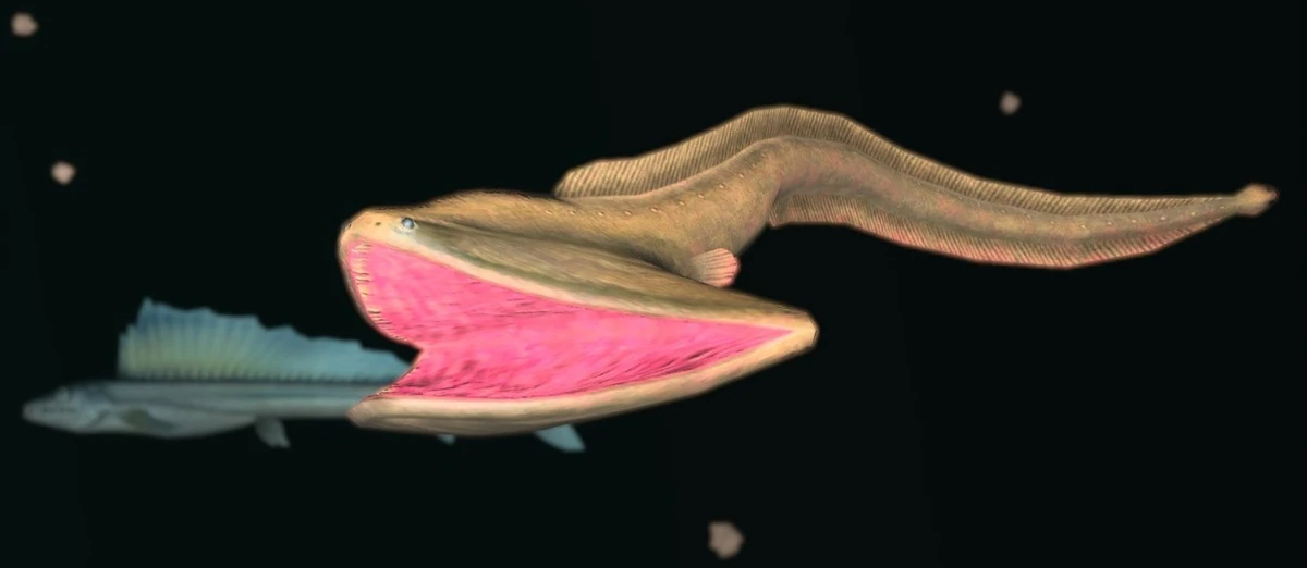 Pelican Eel | Endless Ocean Wiki | Fandom