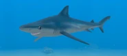 Blue Shark | Endless Ocean Wiki | Fandom