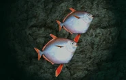 Opah | Endless Ocean Wiki | Fandom