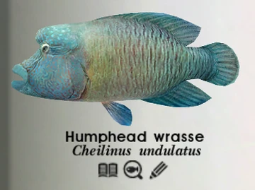 Humphead Wrasse Endless Ocean