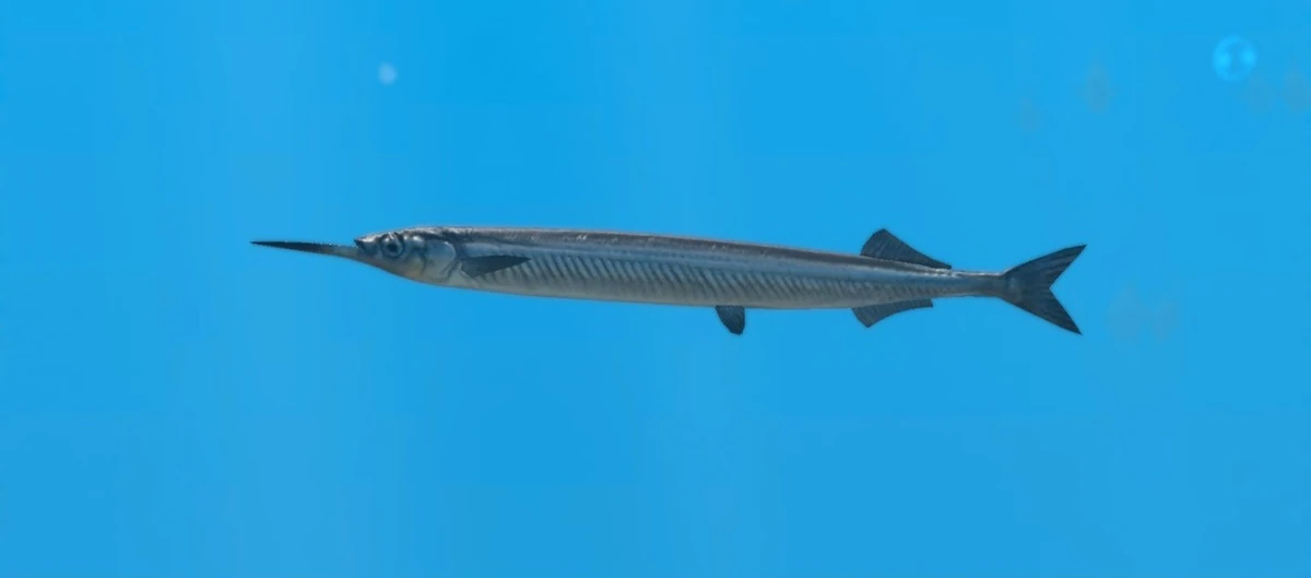 Japanese Halfbeak | Endless Ocean Wiki | Fandom