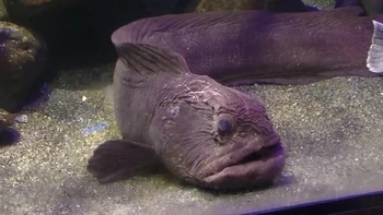 Bering Wolffish | Endless Ocean Wiki | Fandom