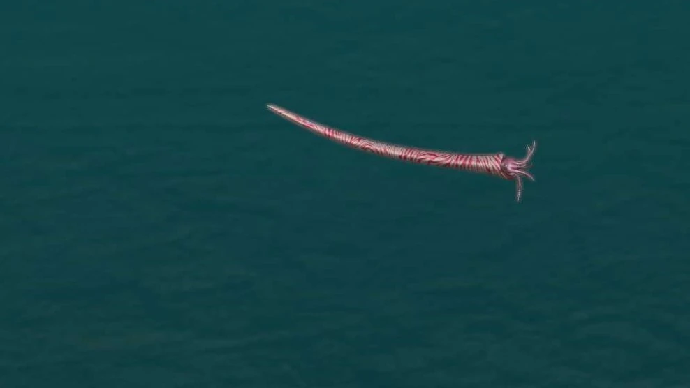 Baculites | Endless Ocean Wiki | Fandom