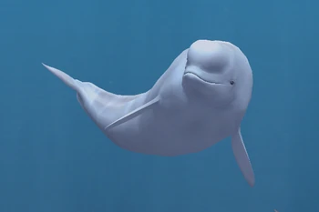Beluga | Endless Ocean Wiki | Fandom