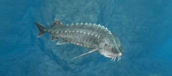 Green Sturgeon | Endless Ocean Wiki | Fandom