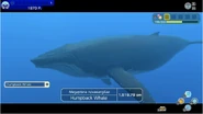 Humpback Whale | Endless Ocean Wiki | Fandom
