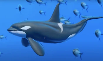 Orca | Endless Ocean Wiki | Fandom