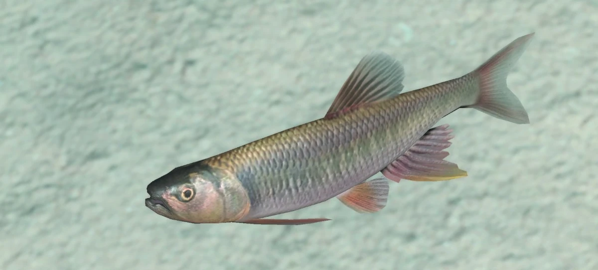 Three-Lips | Endless Ocean Wiki | Fandom