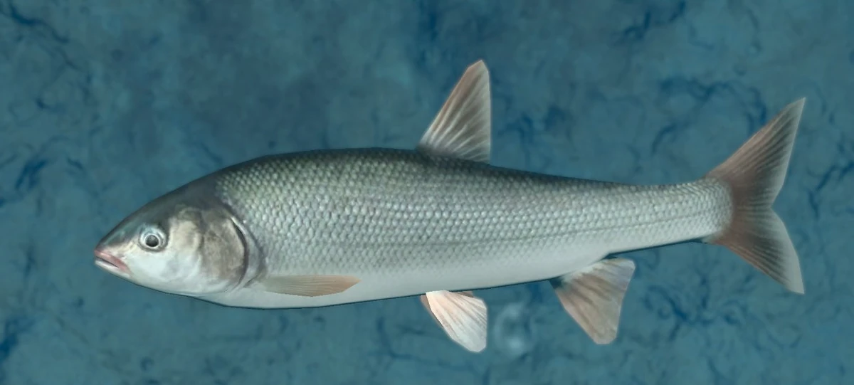 Pacific Redfin | Endless Ocean Wiki | Fandom