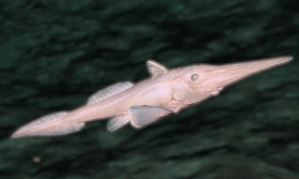 Pacific Spookfish | Endless Ocean Wiki | Fandom