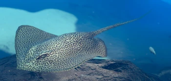 Leopard Whipray | Endless Ocean Wiki | Fandom