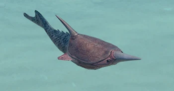 Pteraspis | Endless Ocean Wiki | Fandom