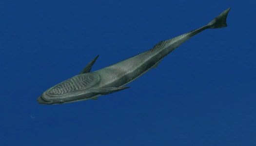 Remora | Endless Ocean Wiki | Fandom