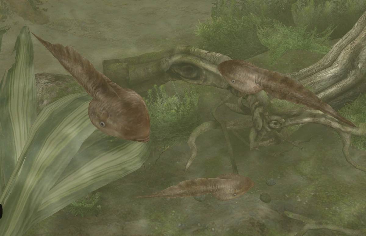 Paradoxical Frog | Endless Ocean Wiki | Fandom