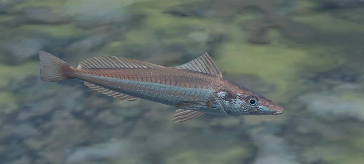 Japanese Whiting | Endless Ocean Wiki | Fandom