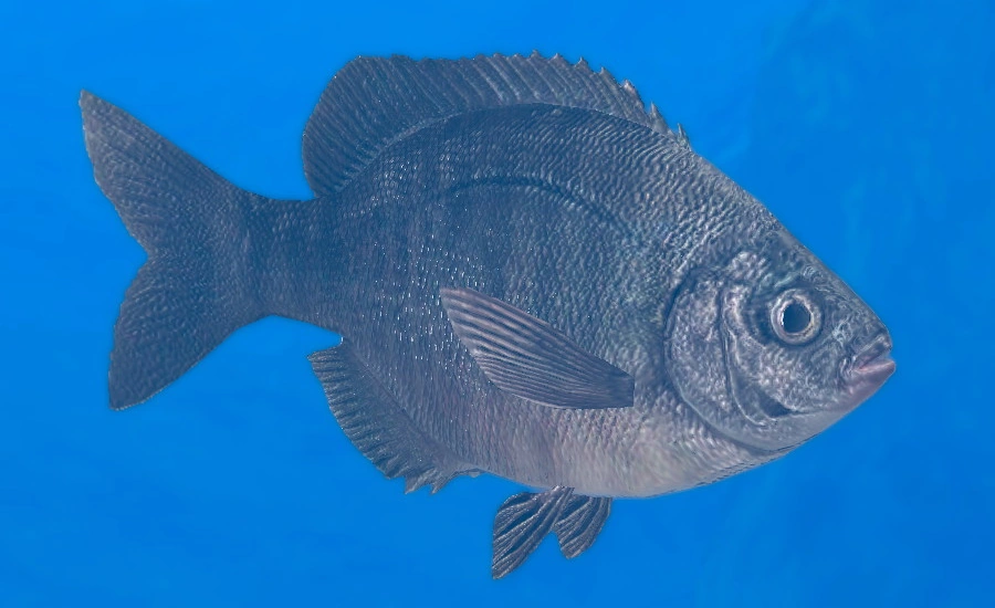 Black Perch | Endless Ocean Wiki | Fandom