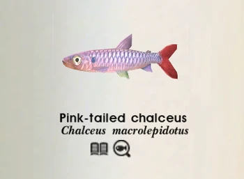 Pink-Tailed Chalceus | Endless Ocean Wiki | Fandom