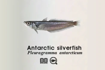 Antarctic Silverfish | Endless Ocean Wiki | Fandom